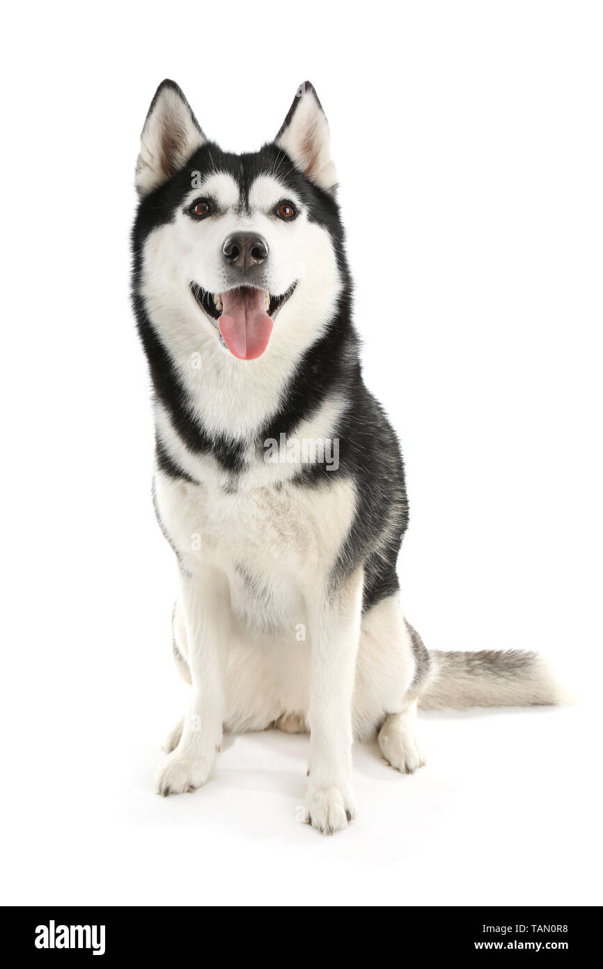 Adorable husky dog on white background Stock Photo - Alamy
