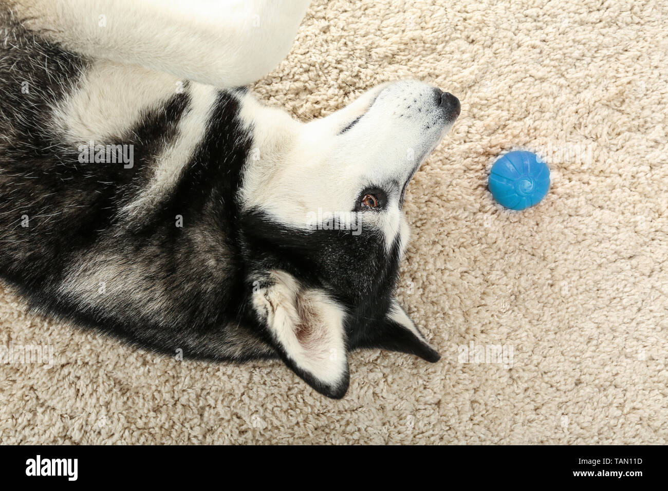 Alaskan eskimo ball hi-res stock photography and images - Alamy