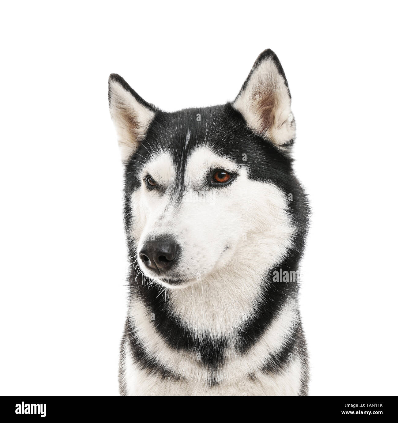 Adorable husky dog on white background Stock Photo - Alamy
