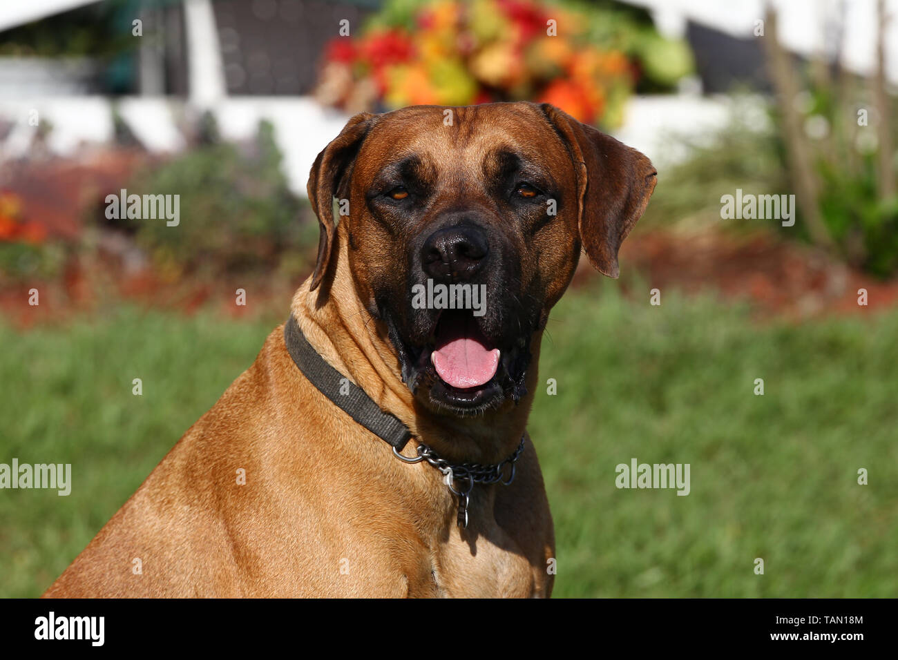 American black mouth cur hi-res stock photography and images - Alamy
