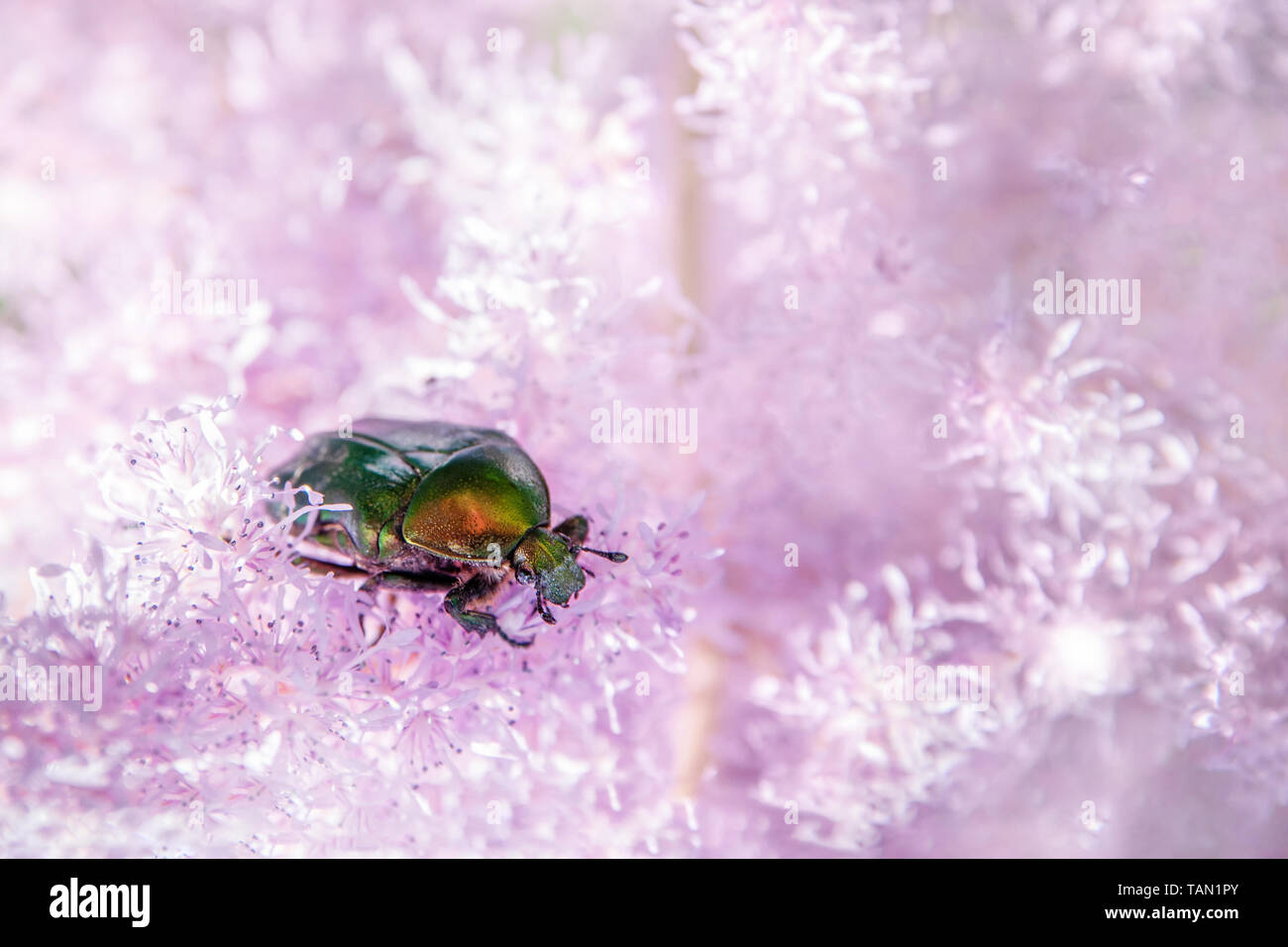 Golden bronze Cetonia aurata is a type of Coleoptera from the subfamily ...