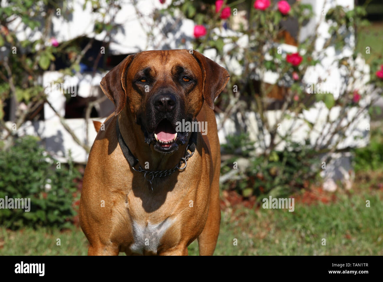 American black mouth cur hi-res stock photography and images - Alamy