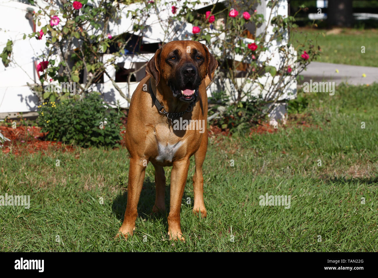 American black mouth cur hi-res stock photography and images - Alamy