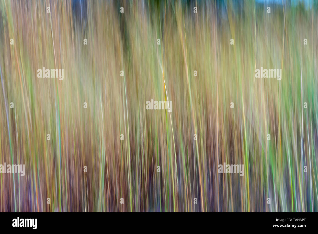 Artistic speargrass blur in Gubara, Kakadu National Park, Australia ...
