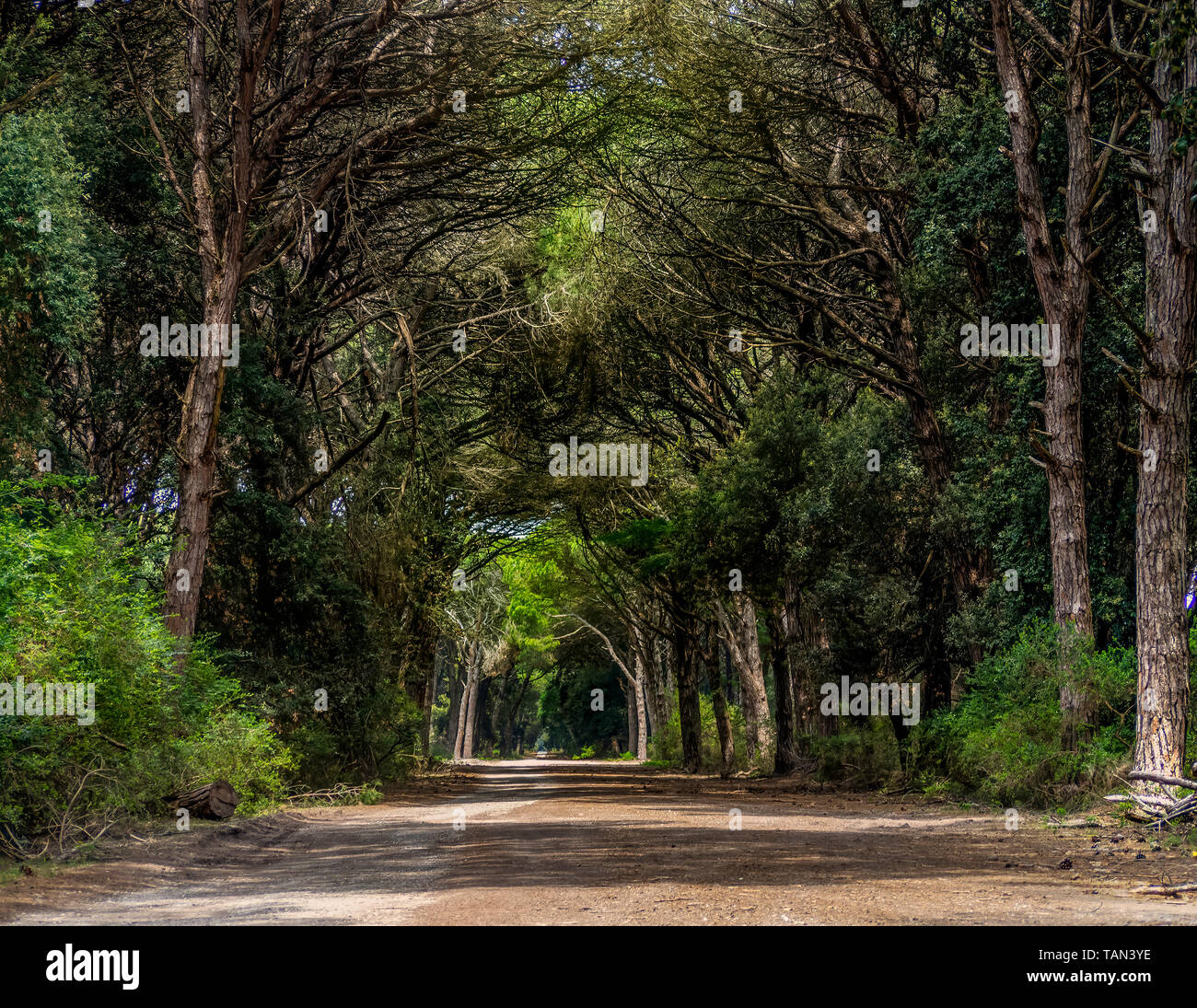 Scenic avenue of pine trees in the Natural Park of Migliarino San ...