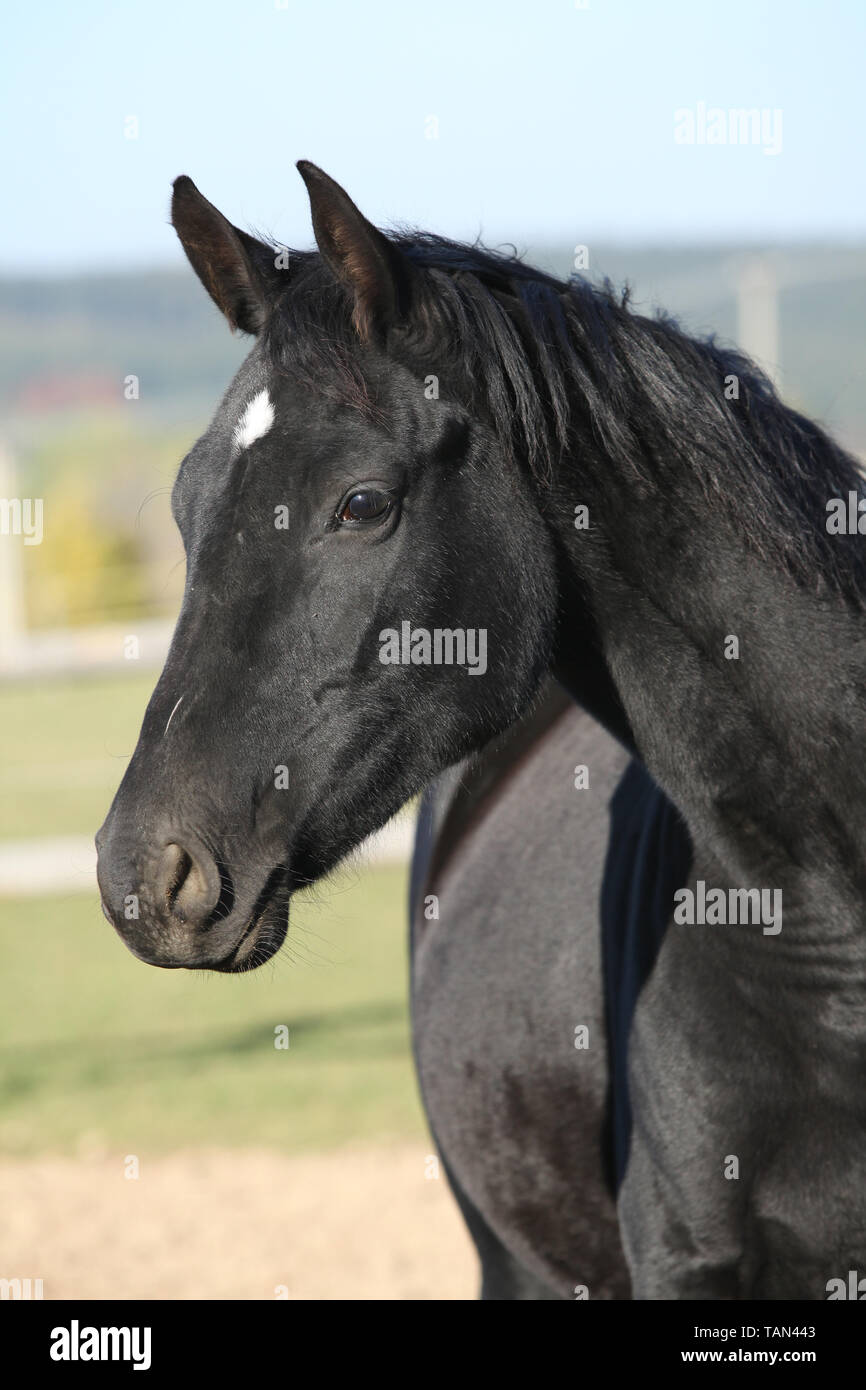 Blackmare hi-res stock photography and images - Alamy