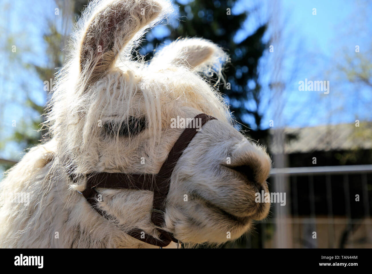 Profile llama animal head hi-res stock photography and images - Alamy