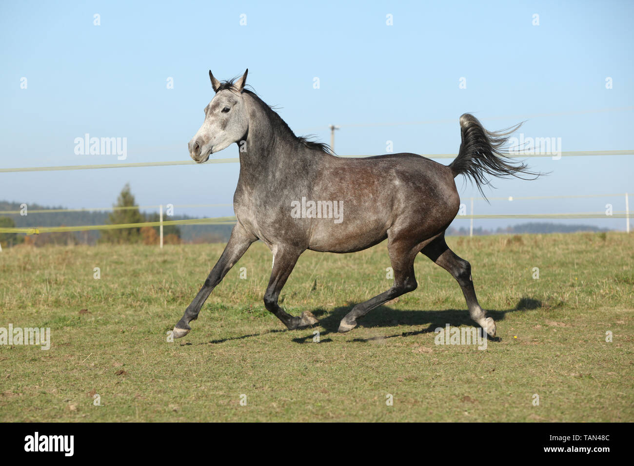 Gorgeous grey arabian horse running on autumn pasturage Stock Photo - Alamy