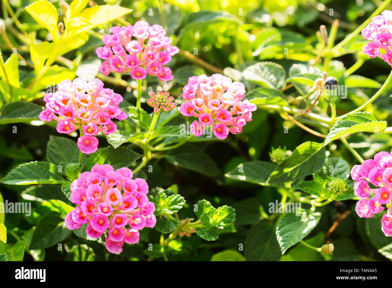 Closeup Of Pink Color Lantana Camara Stock Photo - Alamy