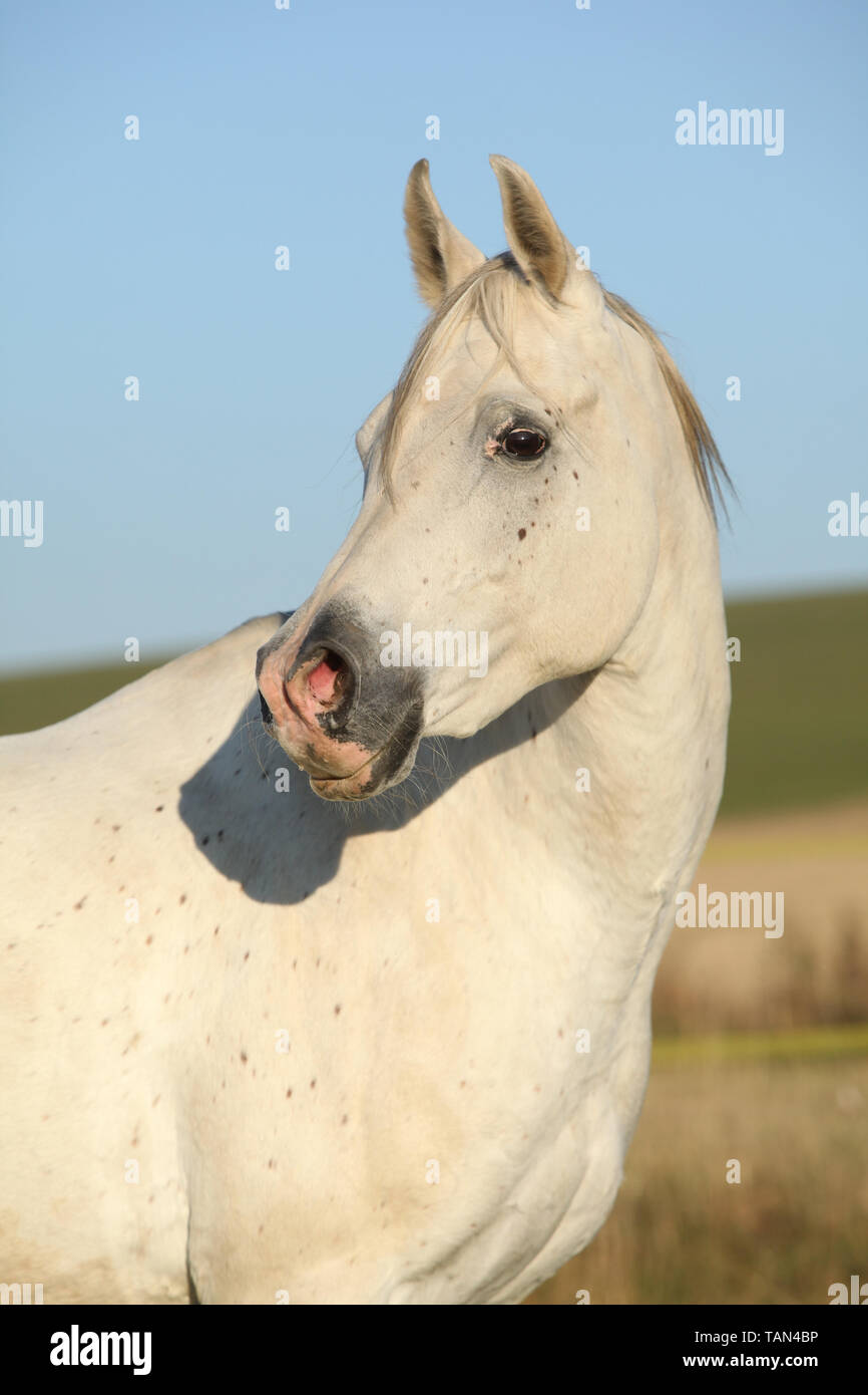 Portrait of beautiful white arabian horse in autumn Stock Photo - Alamy