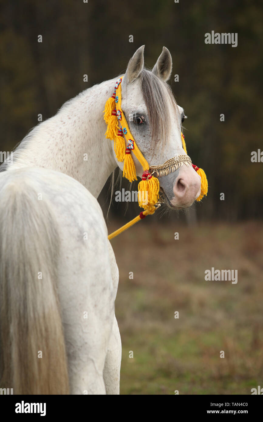 White show halter hi-res stock photography and images - Alamy