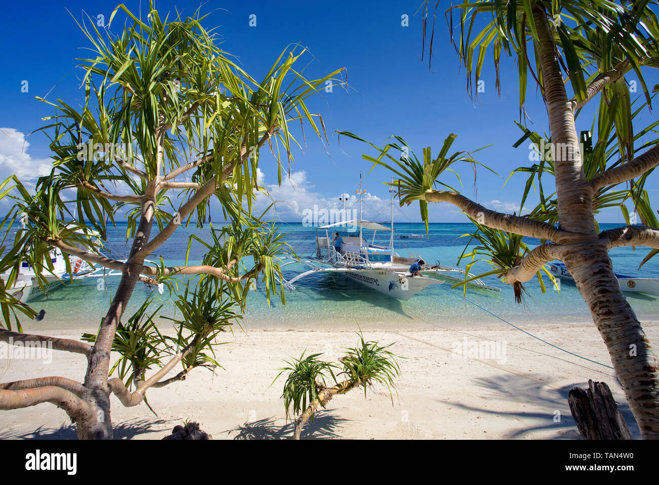 Screw pine, Panadus tree (Pandanaceae), traditional outrigger boat at ...
