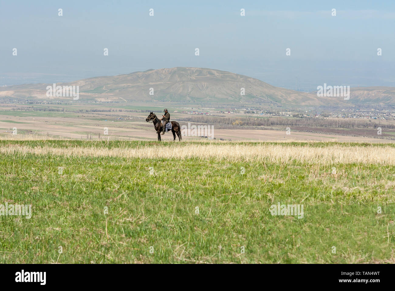 A modern herder on his horse checking his mobile phone while watching ...