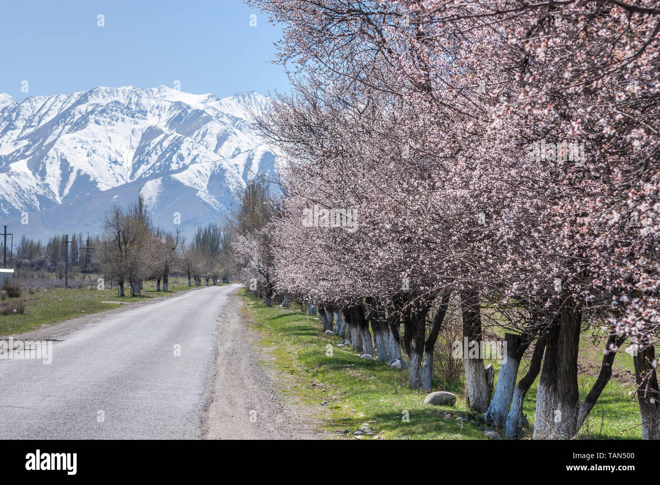 Rural scene with country road, pink spring blossom and snowy mountains ...
