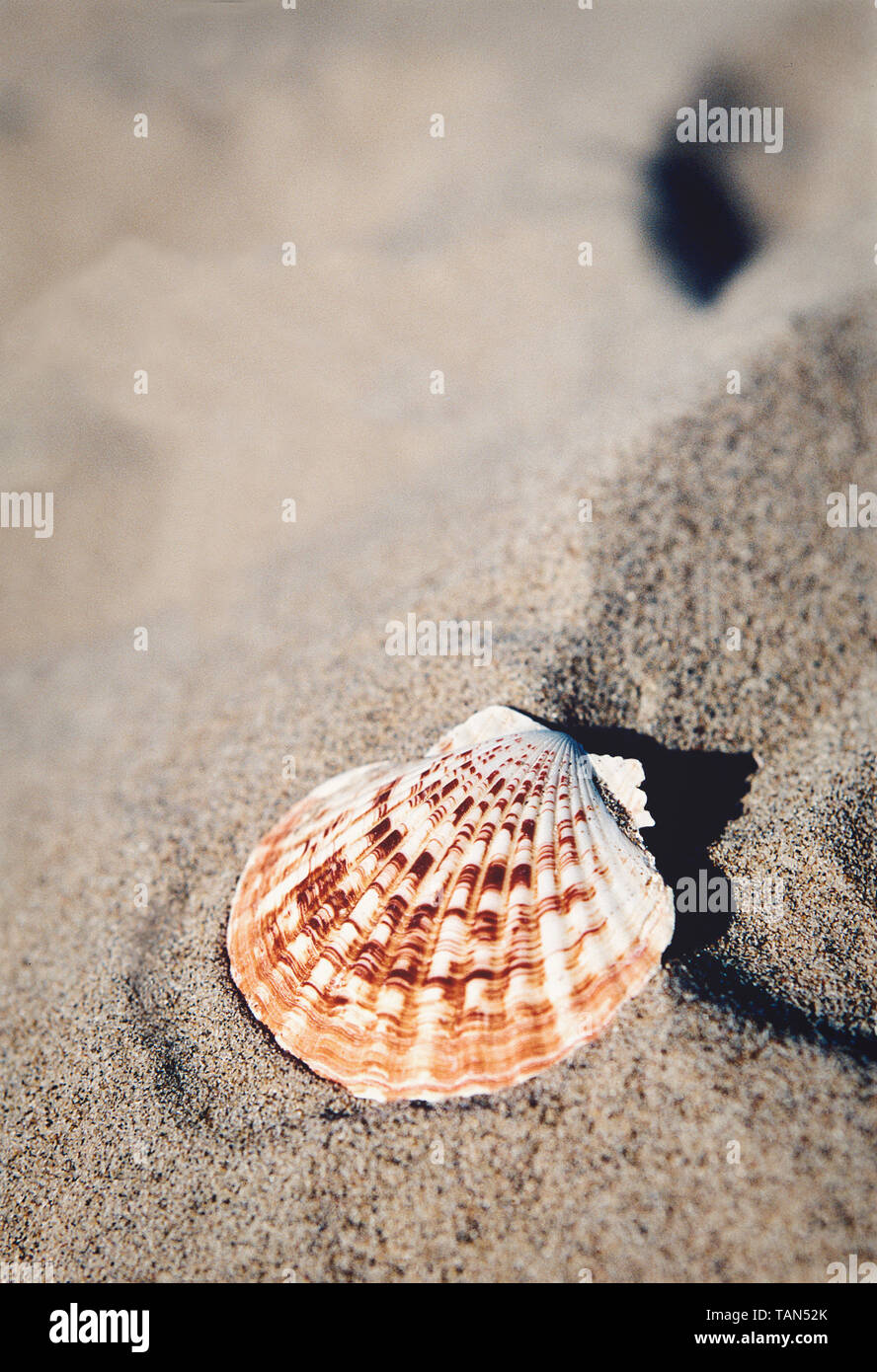 Shell on the Beach Stock Photo - Alamy