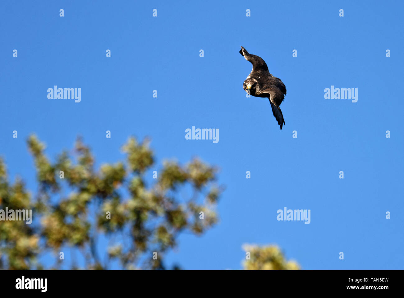 Saker Falcon,Falco cherrug,flying Stock Photo - Alamy