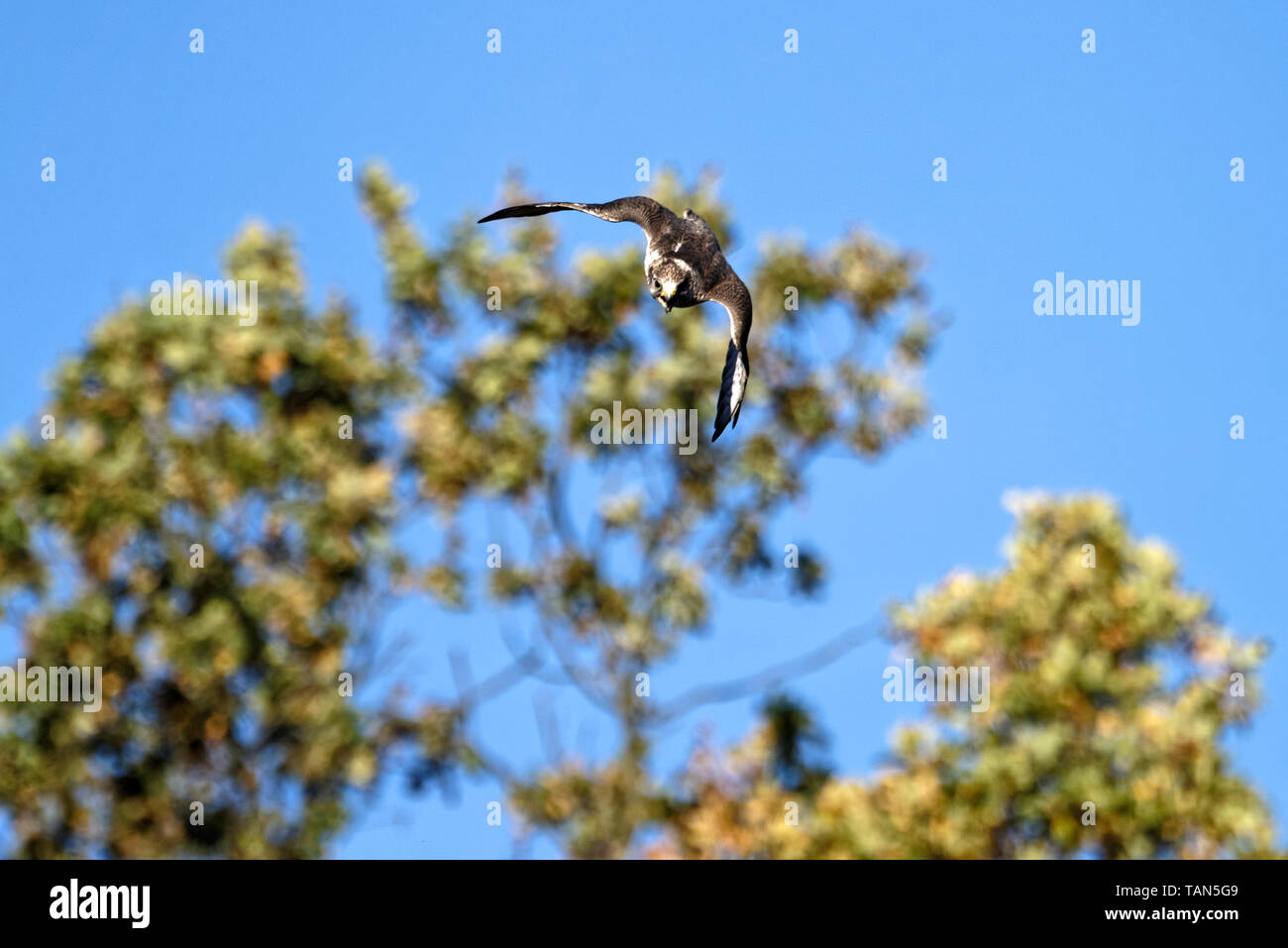 Saker Falcon,Falco cherrug,flying Stock Photo - Alamy