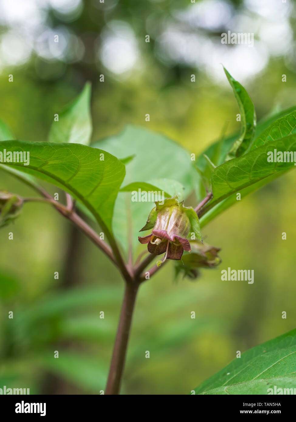 Deadly nightshade plant hi-res stock photography and images - Alamy