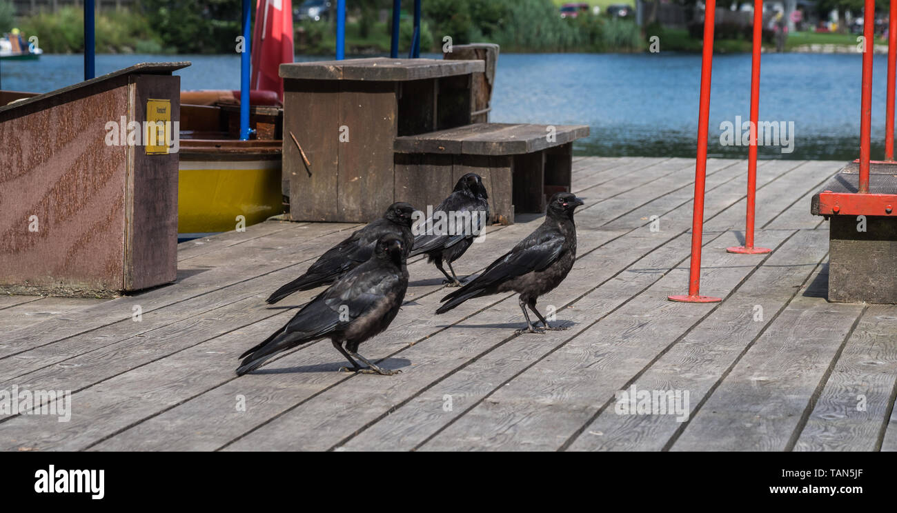 Group of ravens hi-res stock photography and images - Alamy