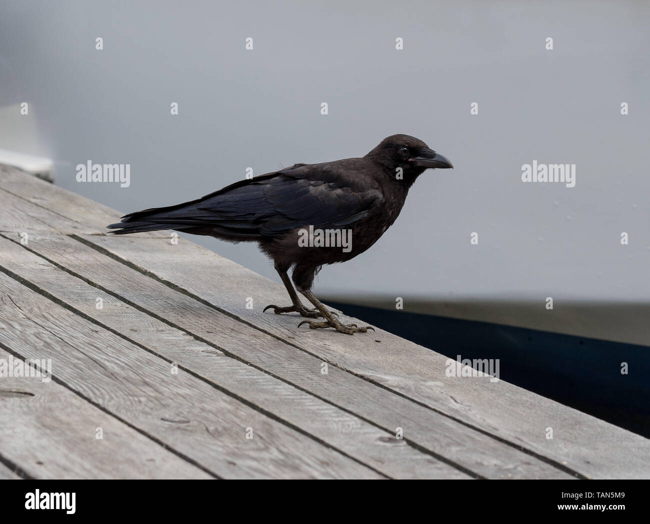 Common raven corvus corax landing hi-res stock photography and images ...