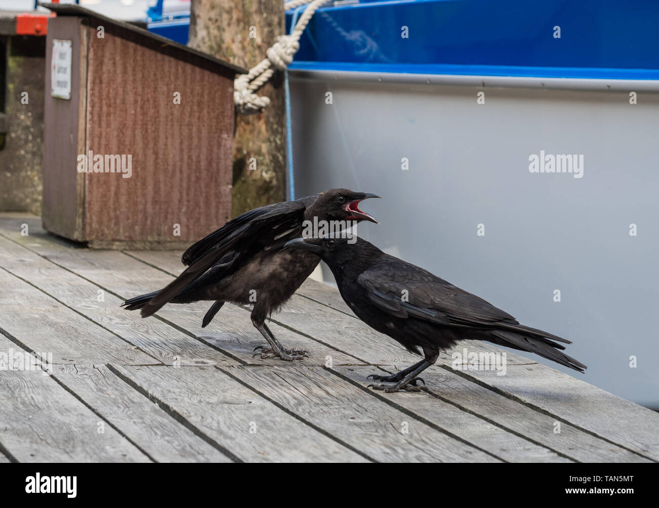 Raving beauty hi-res stock photography and images - Alamy