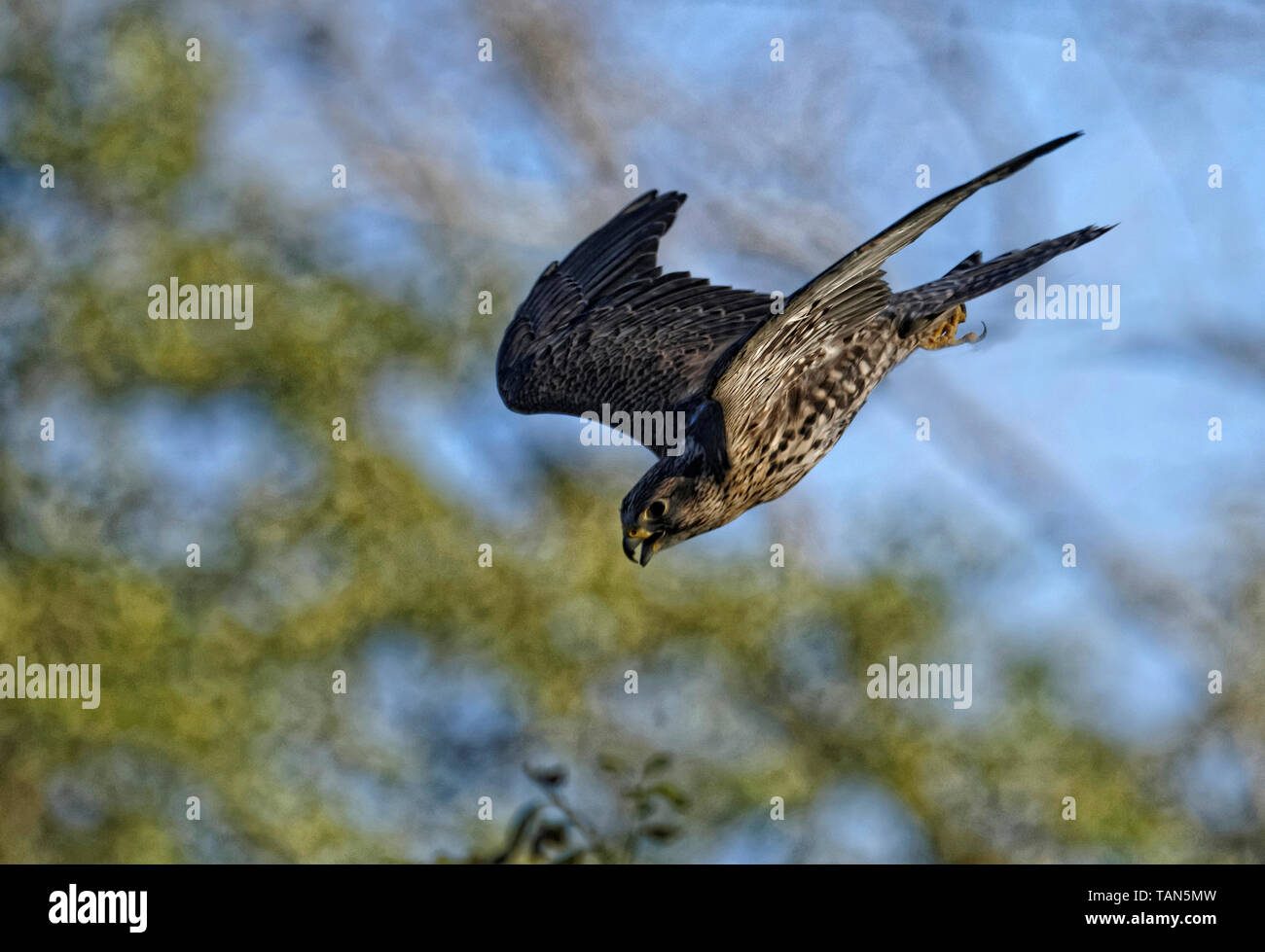 Saker Falcon,Falco cherrug,flying Stock Photo - Alamy