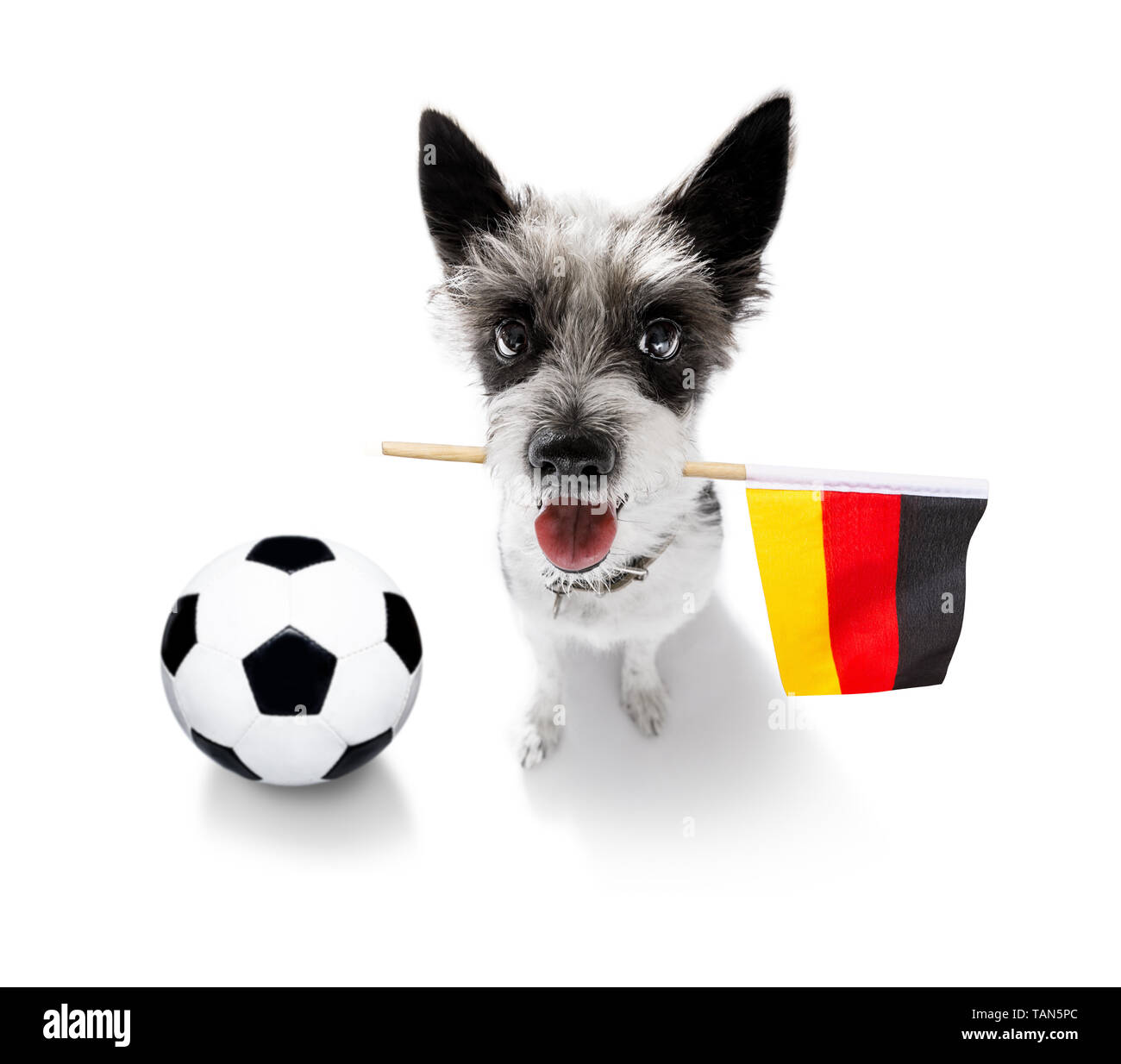 soccer football poodle dog playing with leather ball , isolated on ...