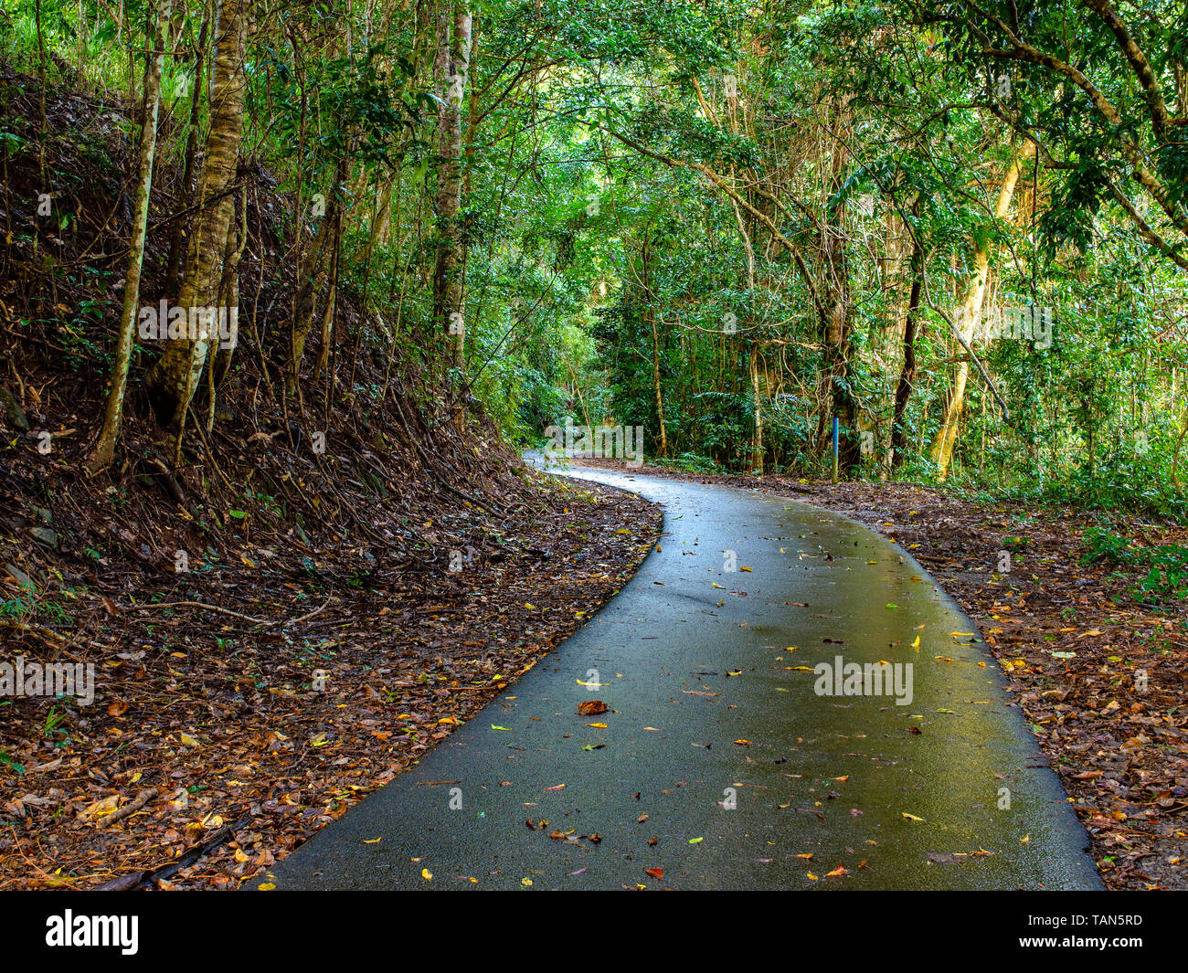 path in the rain forest after rain Cairns Queensland Australia Stock ...