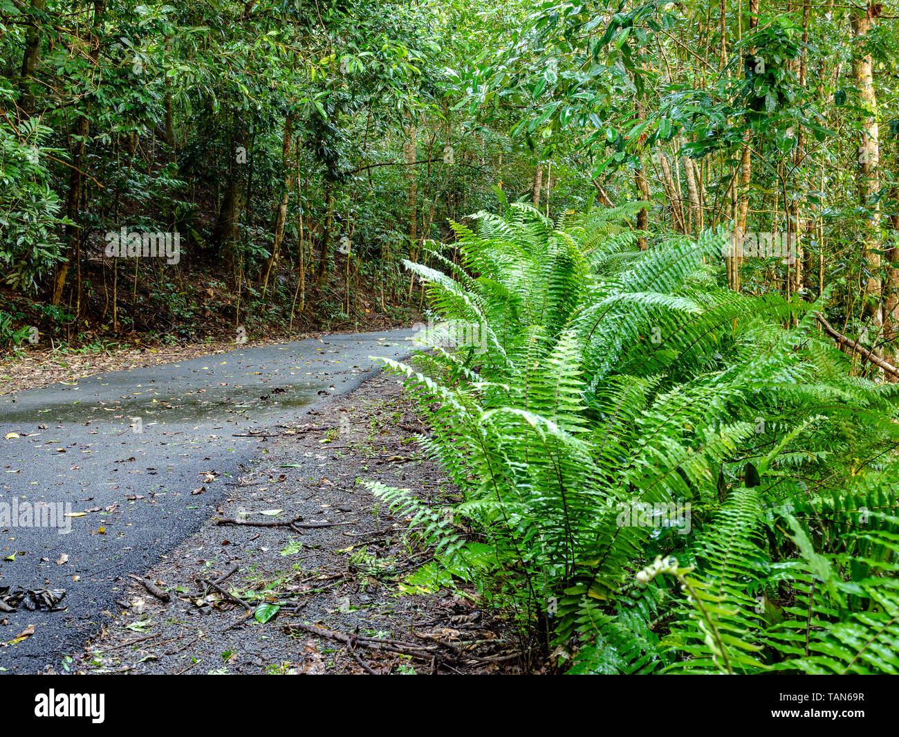 Rainforest tree ferns queensland australia hi-res stock photography and ...