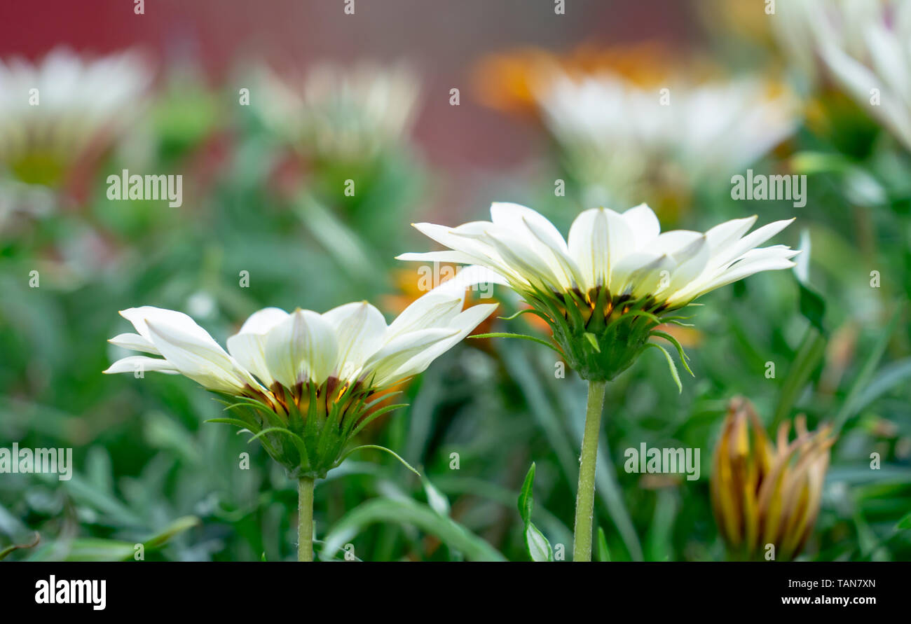 Two White flower side view in green garden Stock Photo - Alamy