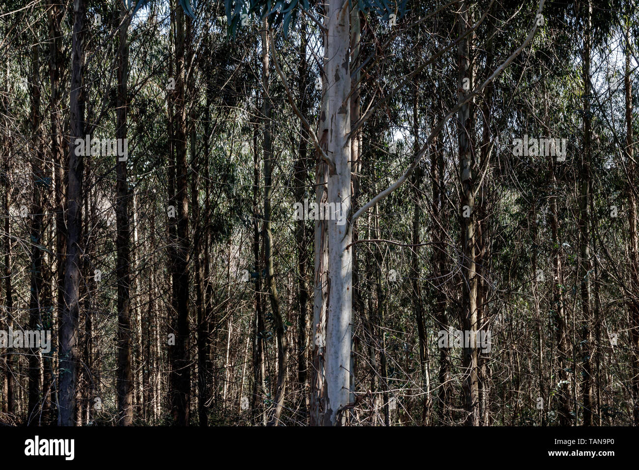 trees in the forest Stock Photo - Alamy