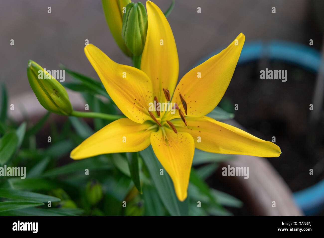 Yellow Lily Flower Stock Photo - Alamy