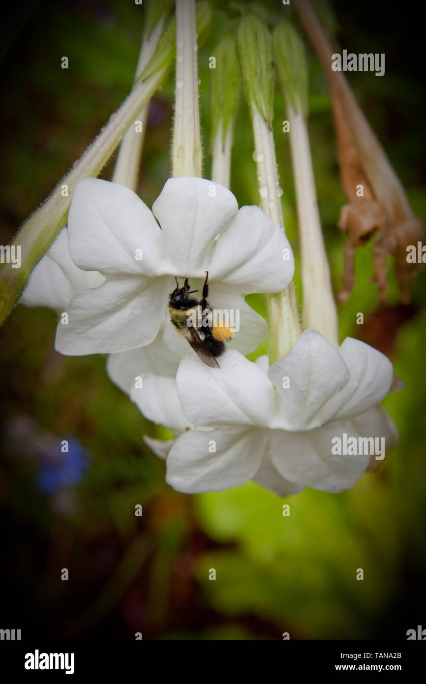Bee in trumpet flower Stock Photo - Alamy