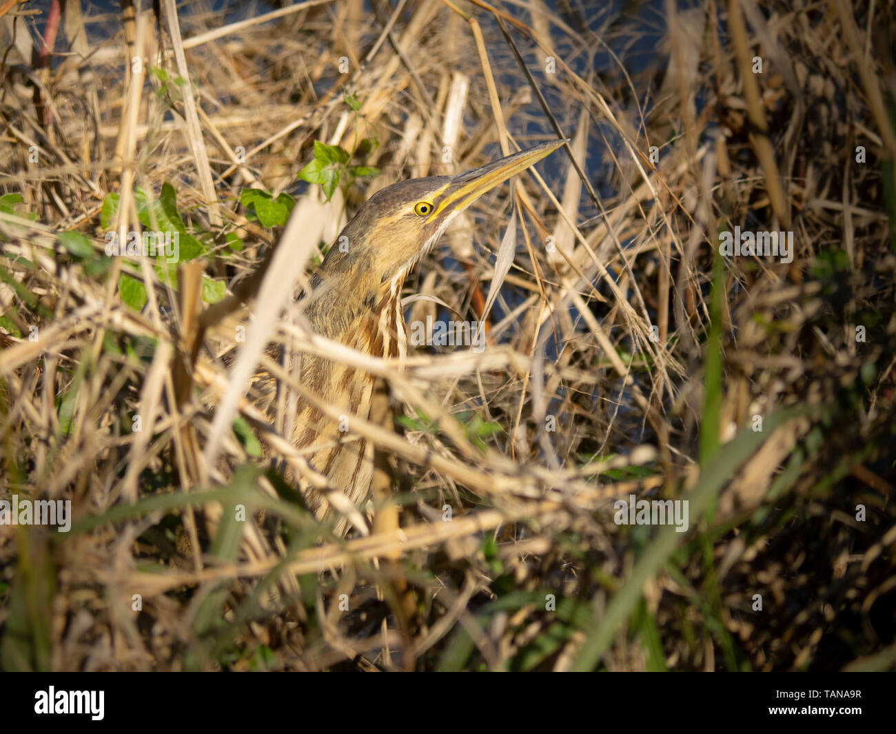 Species american bittern hi-res stock photography and images - Alamy