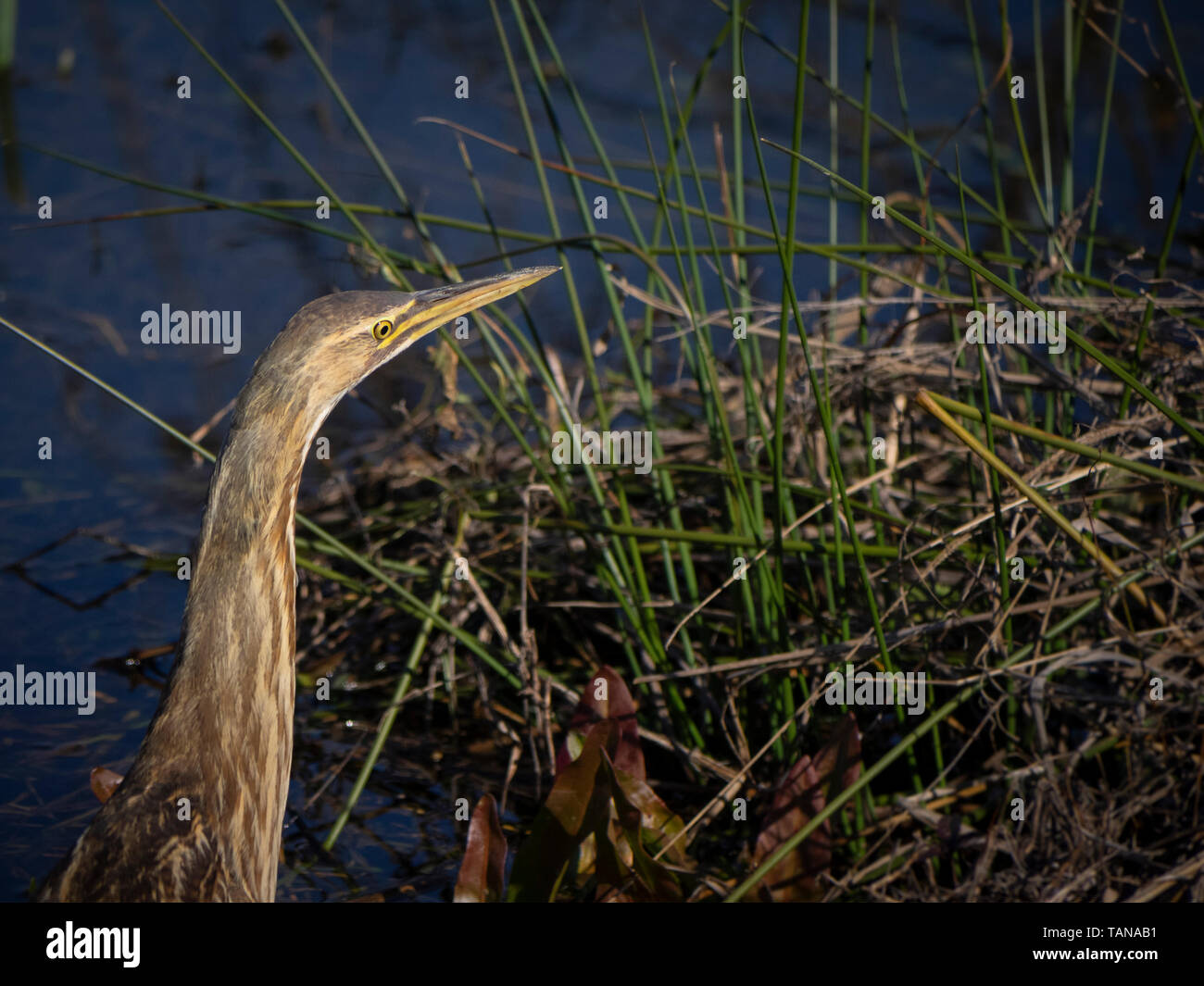 American bittern bird Stock Photo - Alamy