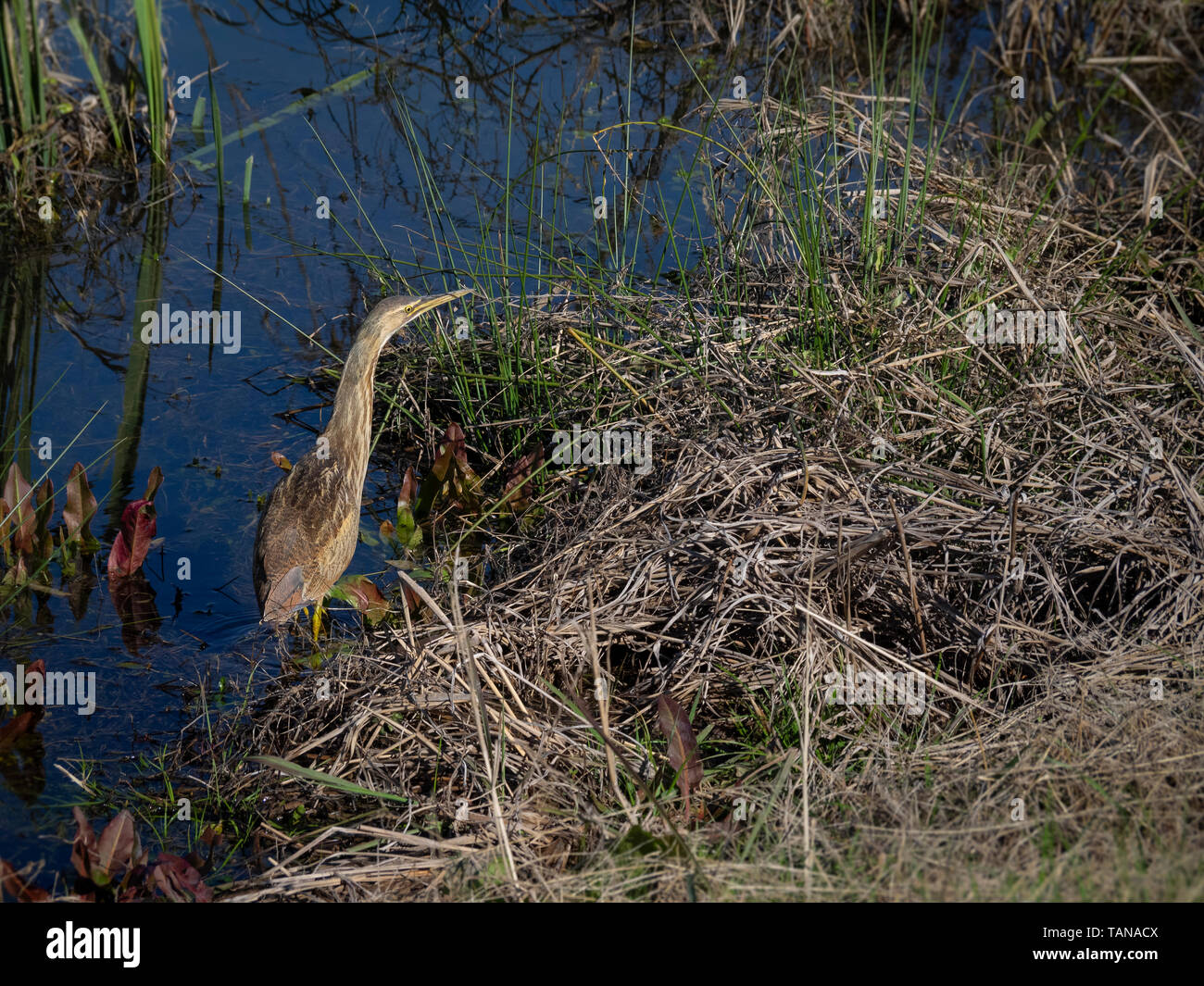 Chestnut bittern hi-res stock photography and images - Alamy