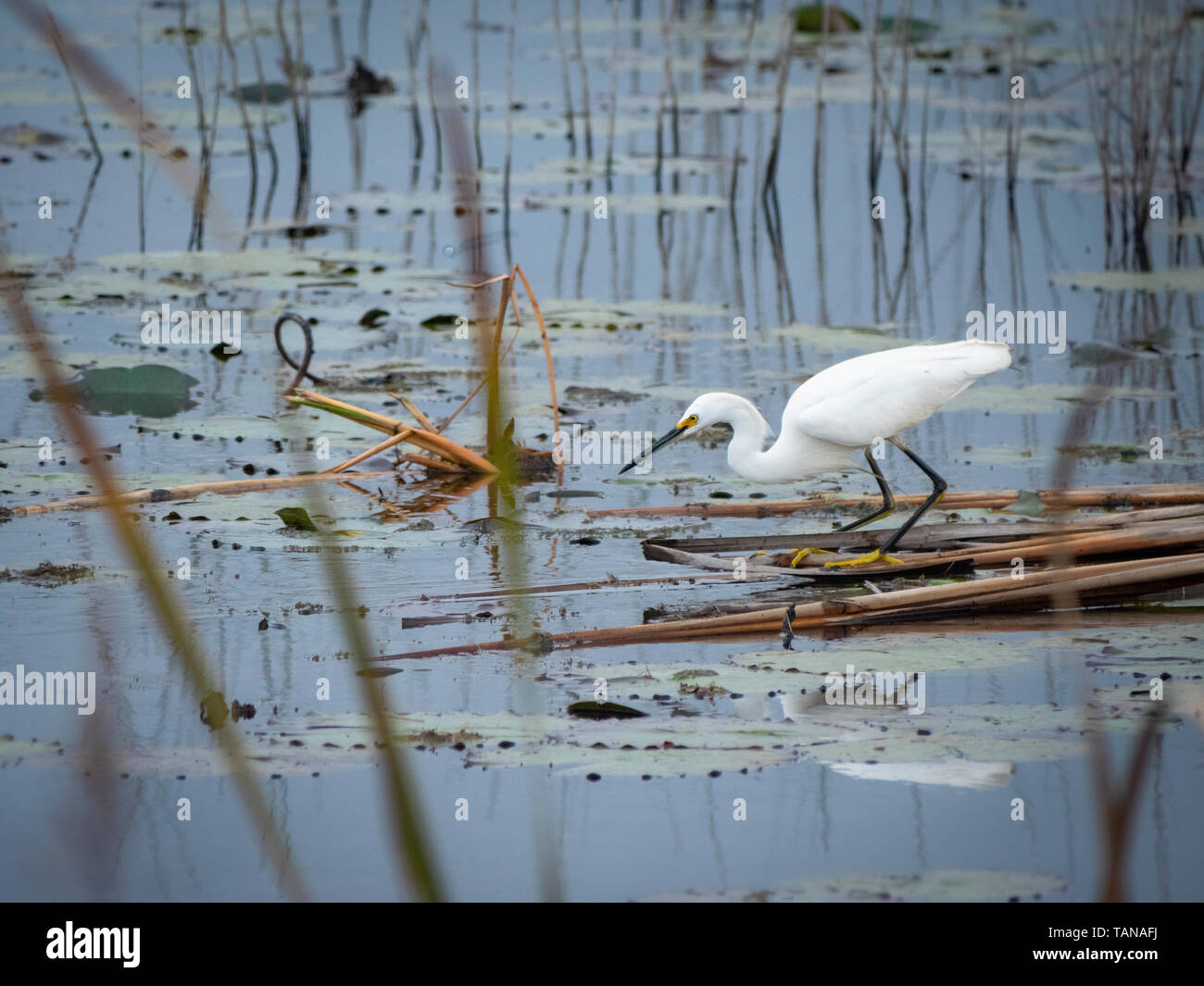 Egret conservation hi-res stock photography and images - Alamy