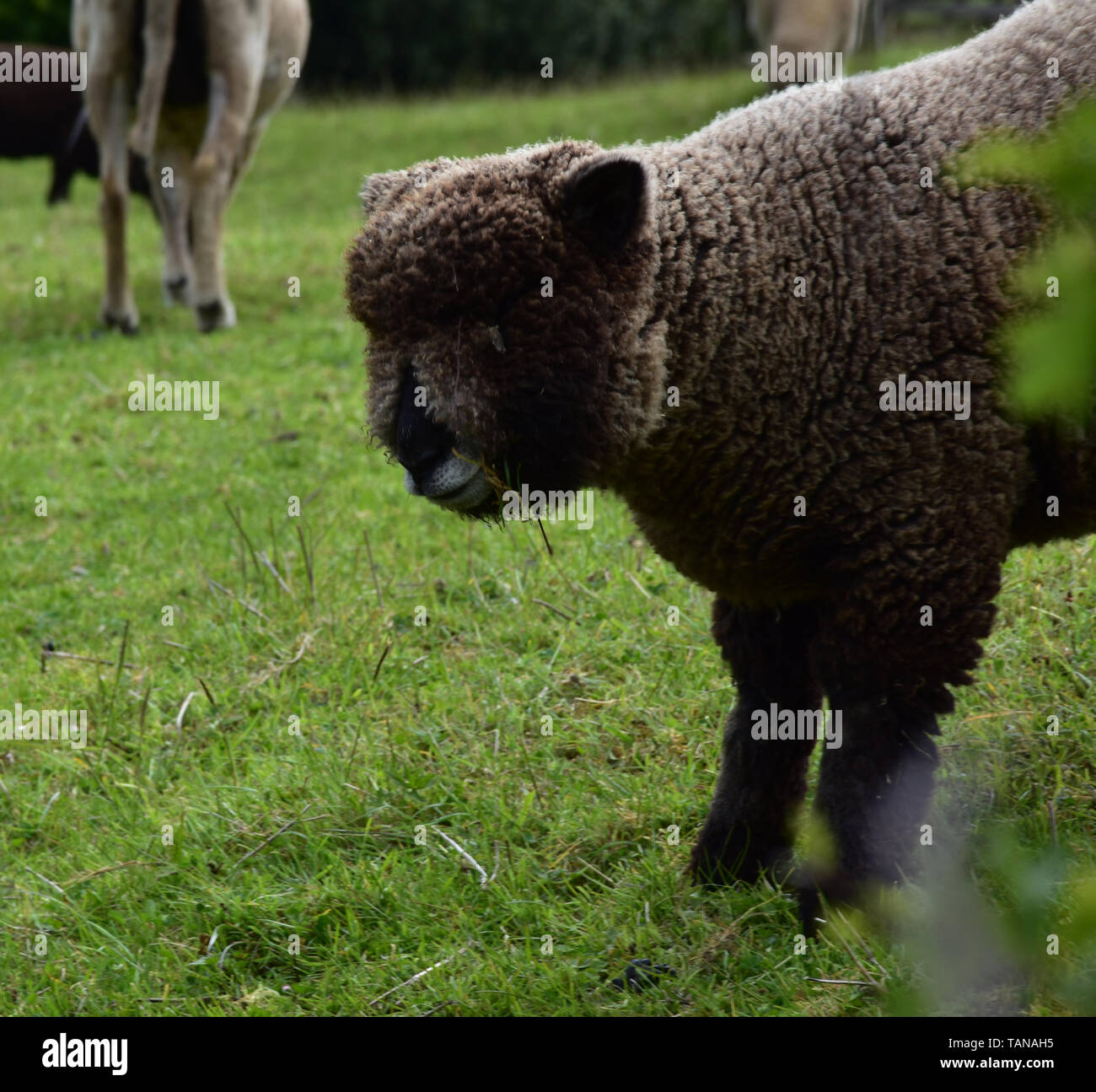 Side profile of a ram hi-res stock photography and images - Alamy