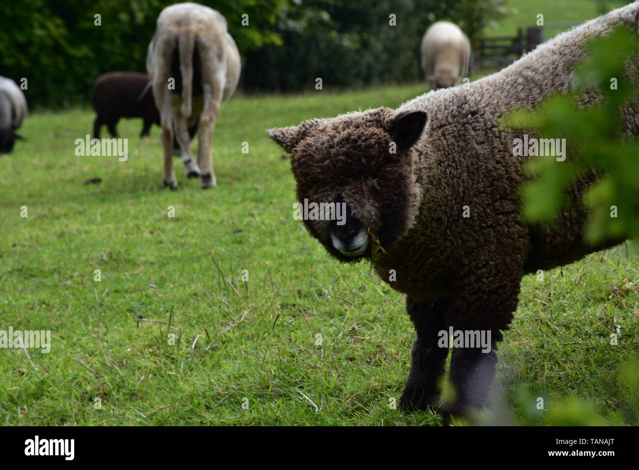 Ryeland ram hi-res stock photography and images - Alamy