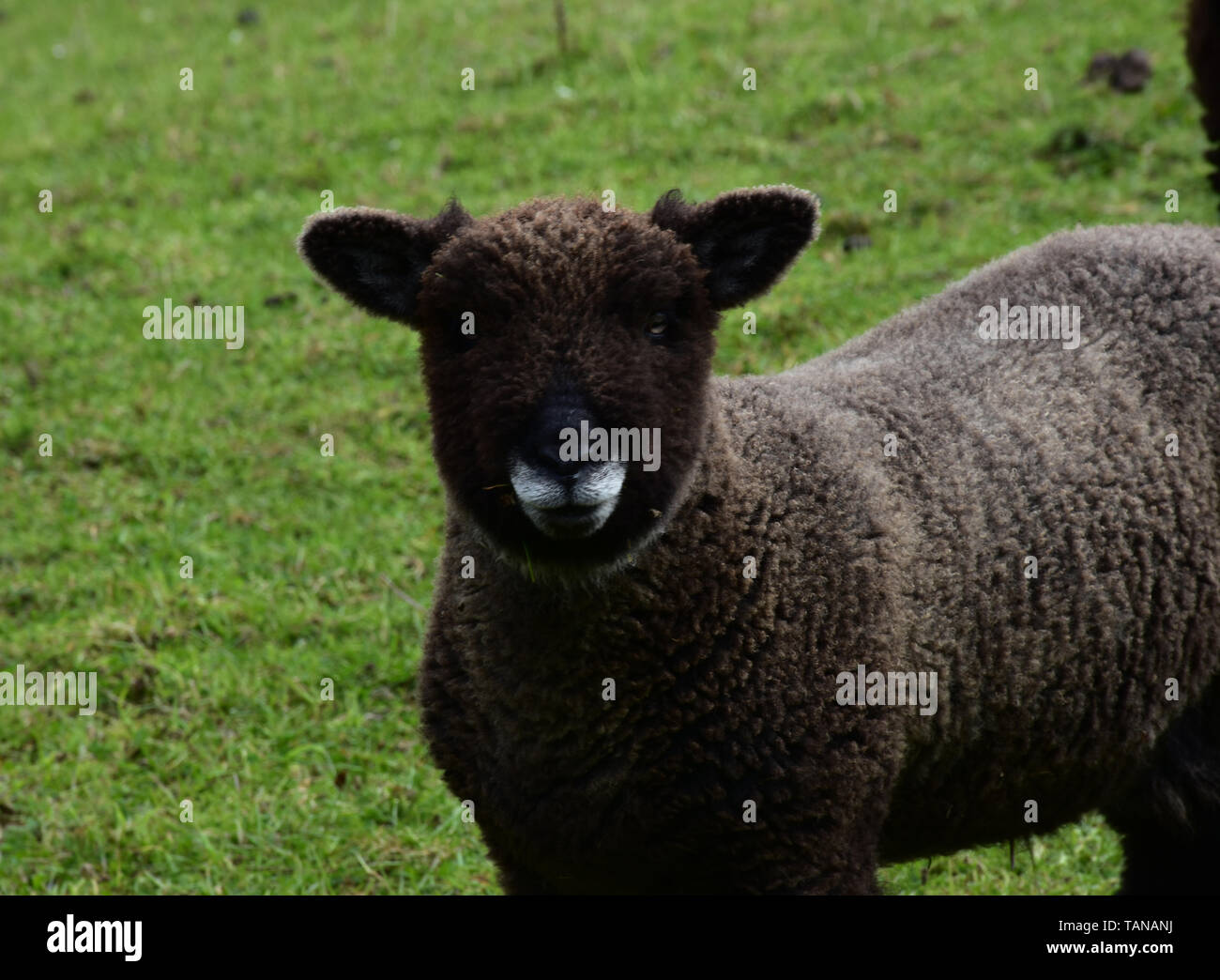 Ryeland lamb hi-res stock photography and images - Alamy