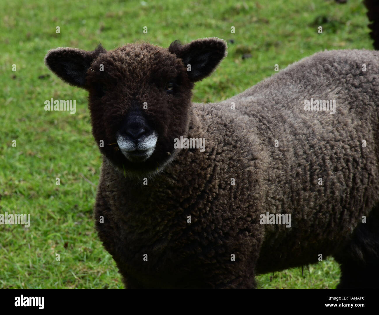 Ryeland Sheep High Resolution Stock Photography and Images - Alamy