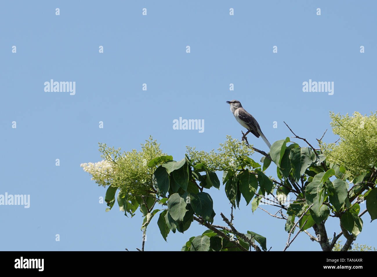 Mockingbird feathers hi-res stock photography and images - Alamy
