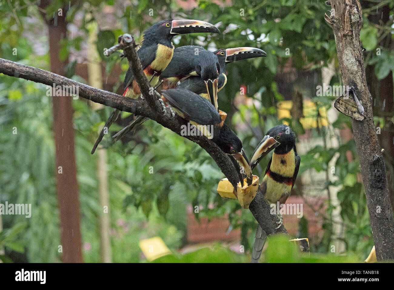 Pack of Aracaris at a feeding tree in Costa Rica Stock Photo - Alamy