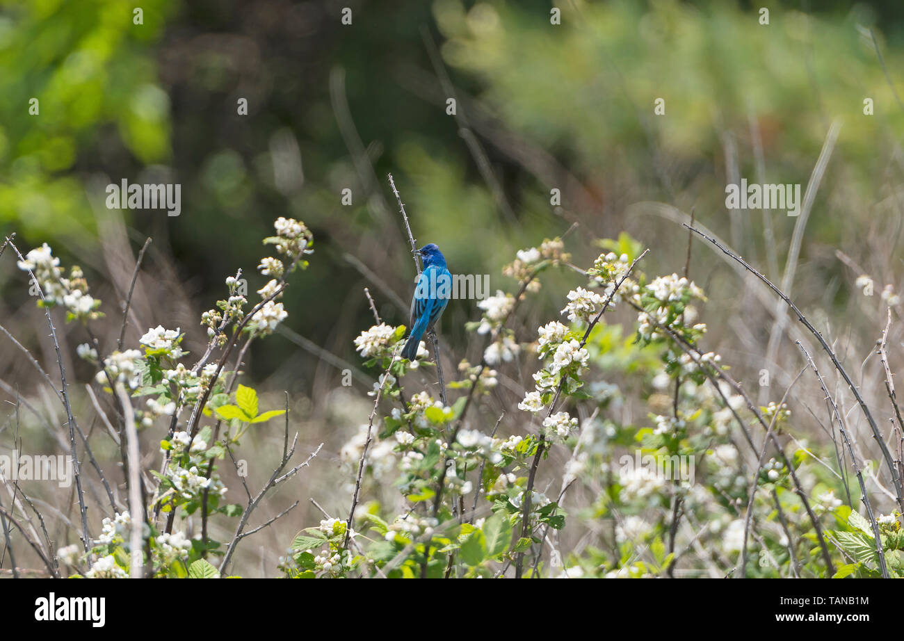 Blue Ridge Mountains Animal High Resolution Stock Photography and ...