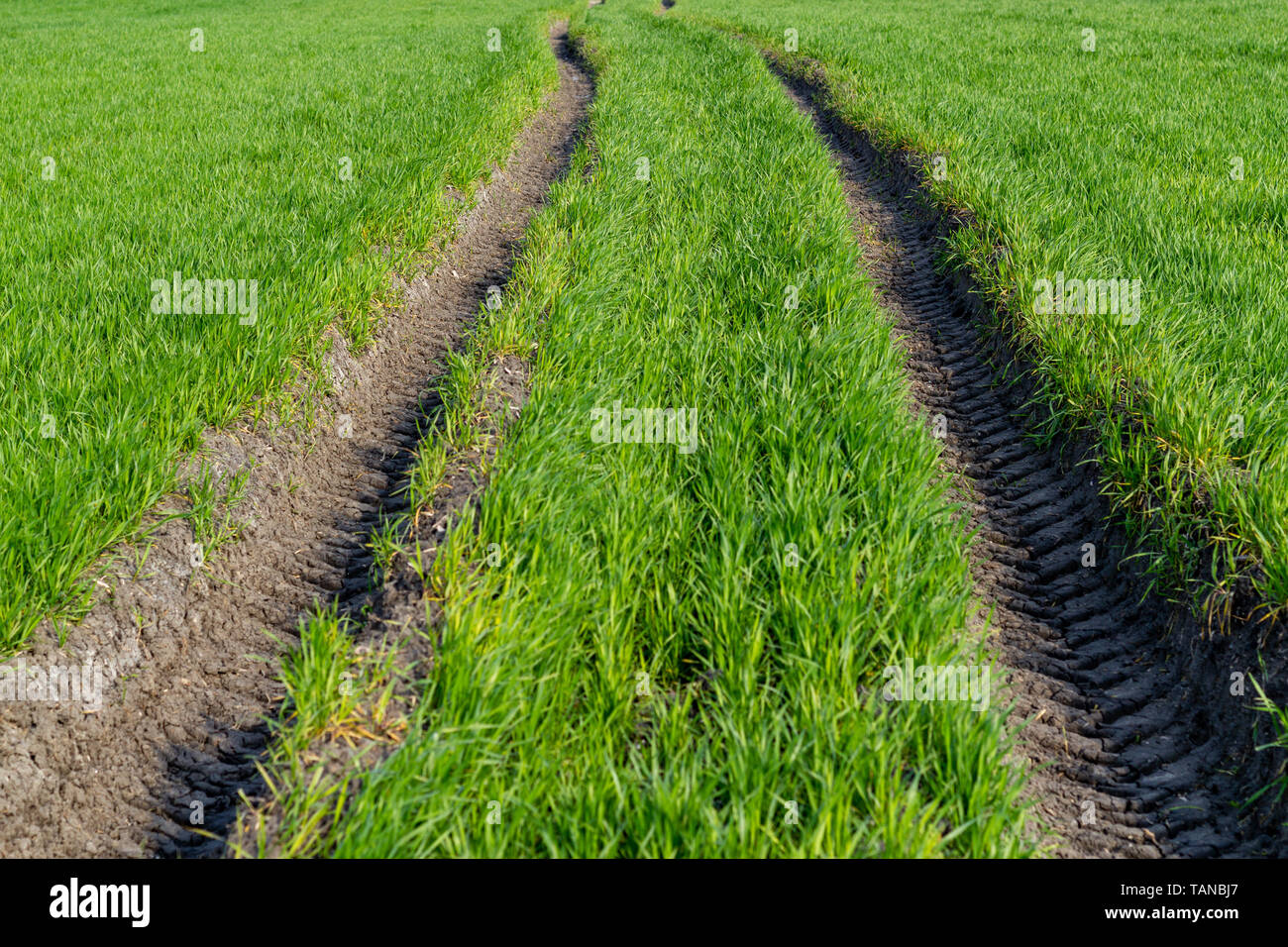 Tractor Trail on Green Field Stock Photo - Alamy