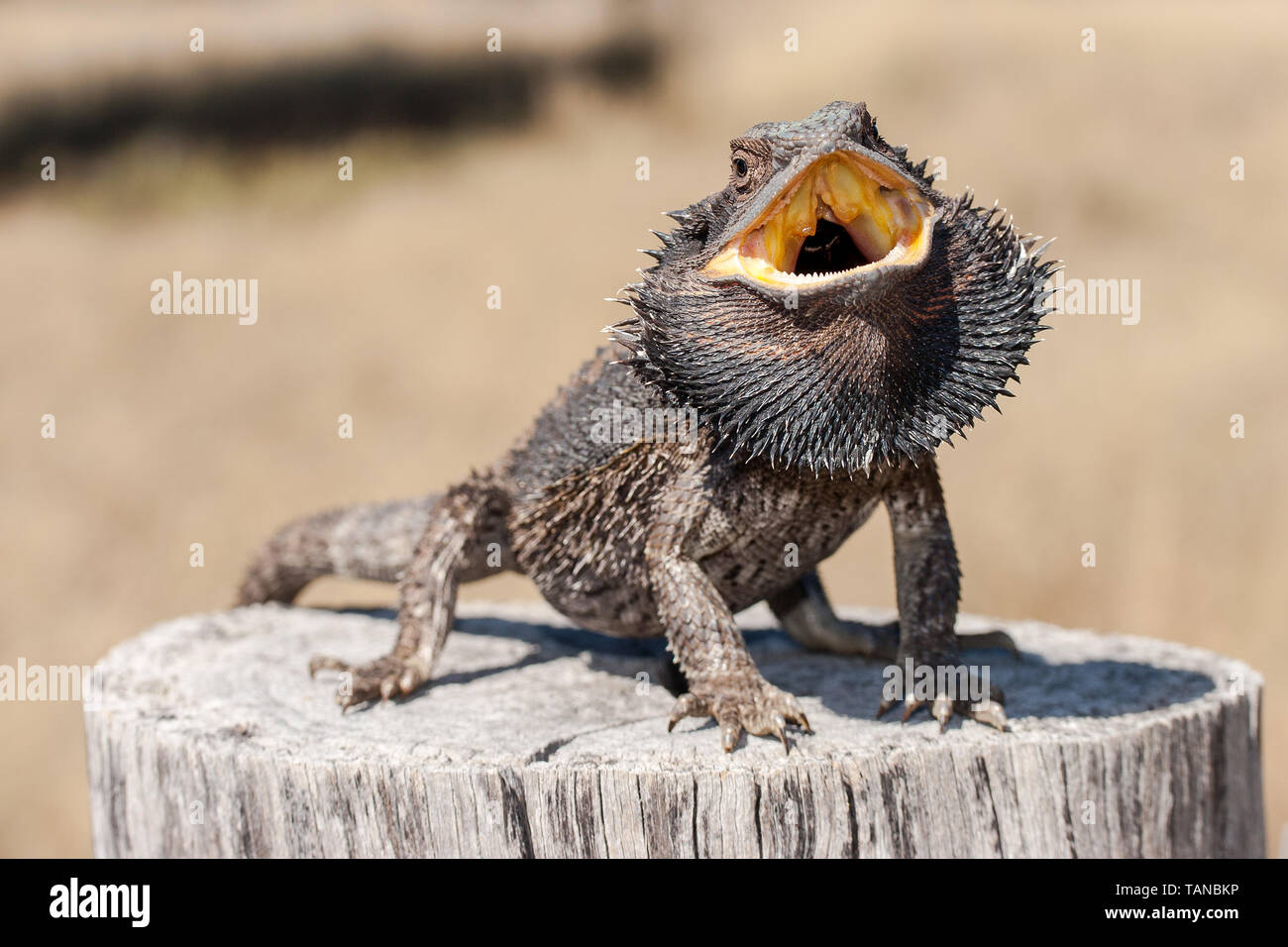 Eastern Bearded Dragon Stock Photo - Alamy