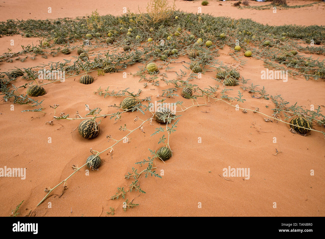 Paddy melon hi-res stock photography and images - Alamy