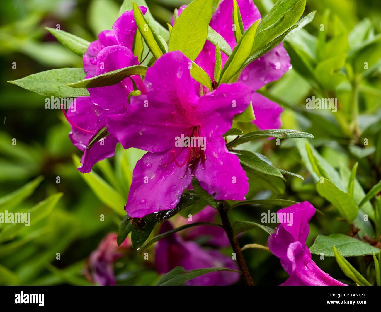 large purple azalea flowers bloom along a hedgerow along a Japanese ...