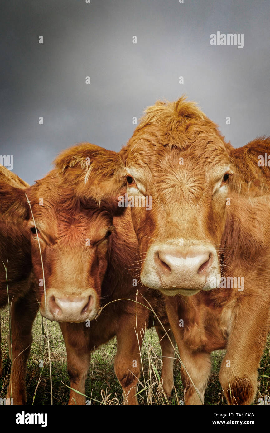 close up of cows looking at camera Stock Photo - Alamy