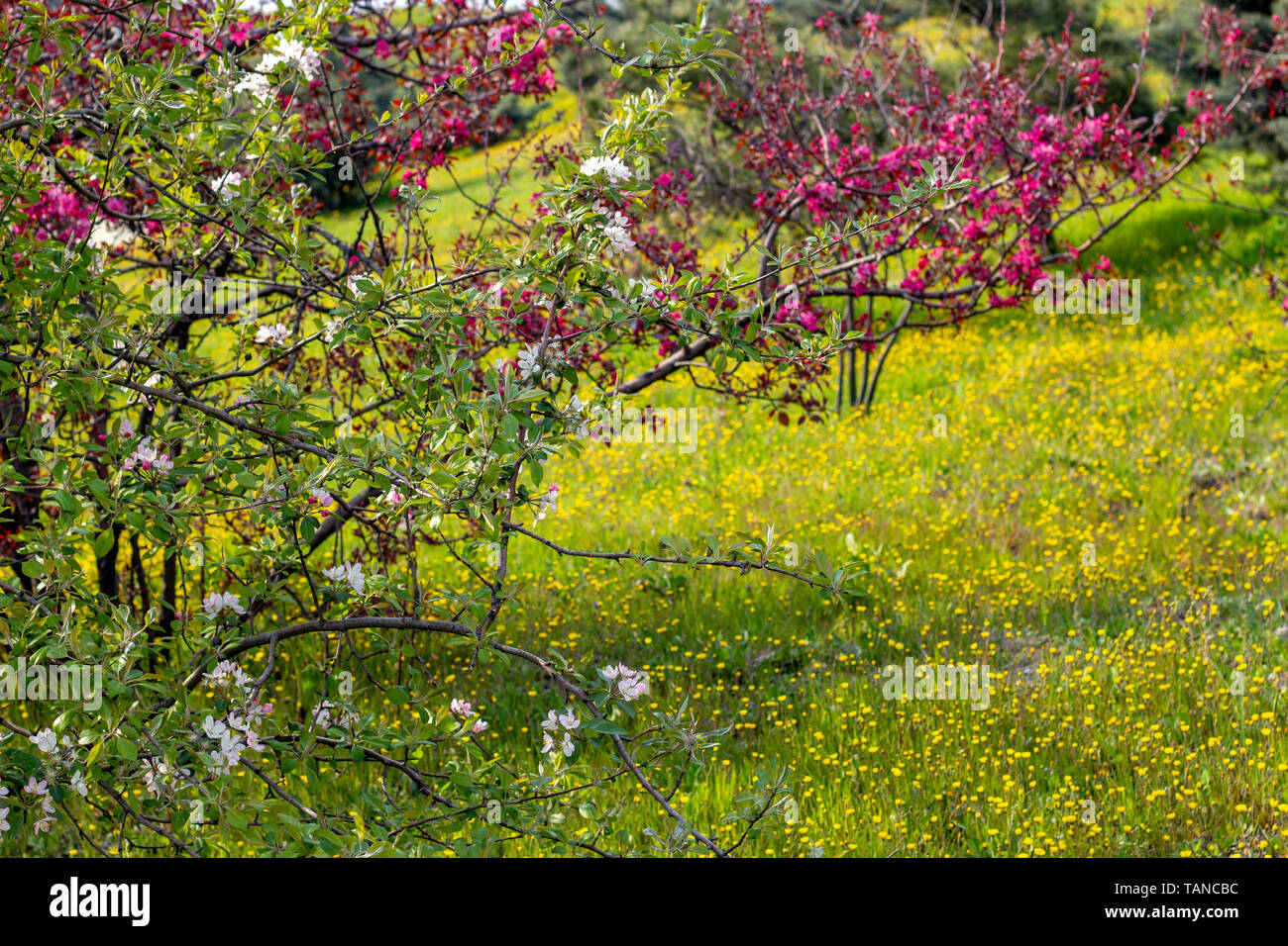 Beautiful spring frame flowers hi-res stock photography and images - Alamy